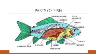 Science Form 2 Biodiversity | PPTX