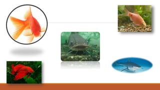 Science Form 2 Biodiversity | PPT
