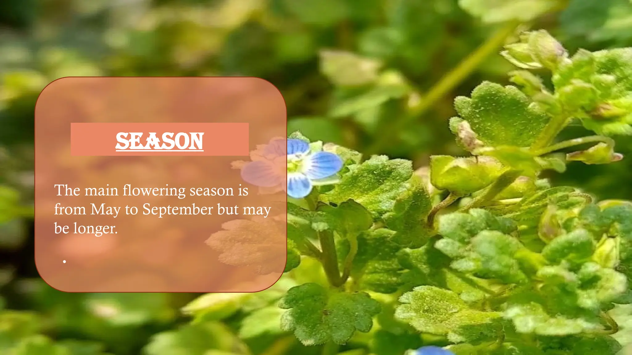 types of plant in UOS.creeping woodsorrel greyfield speedwall common ...