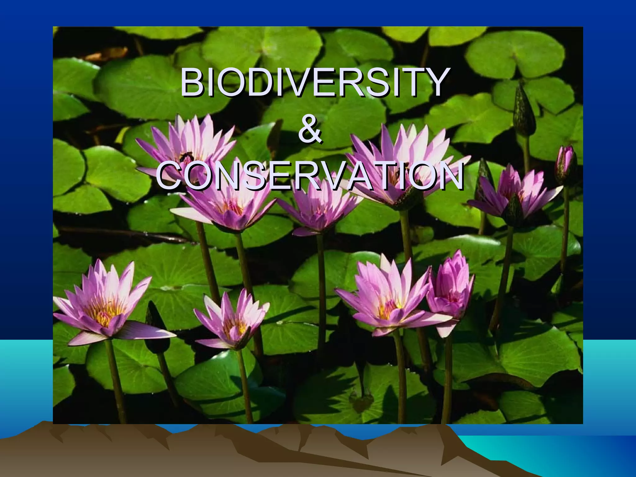 Biodiversity presentation copy | PPT