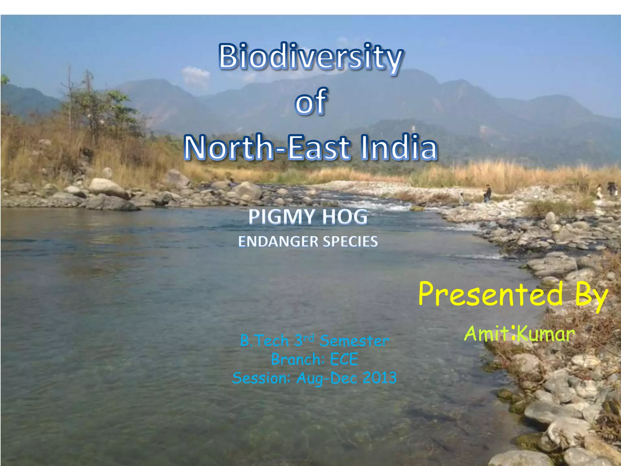 Biodiversity in north east india on pygmy hog | PPTX