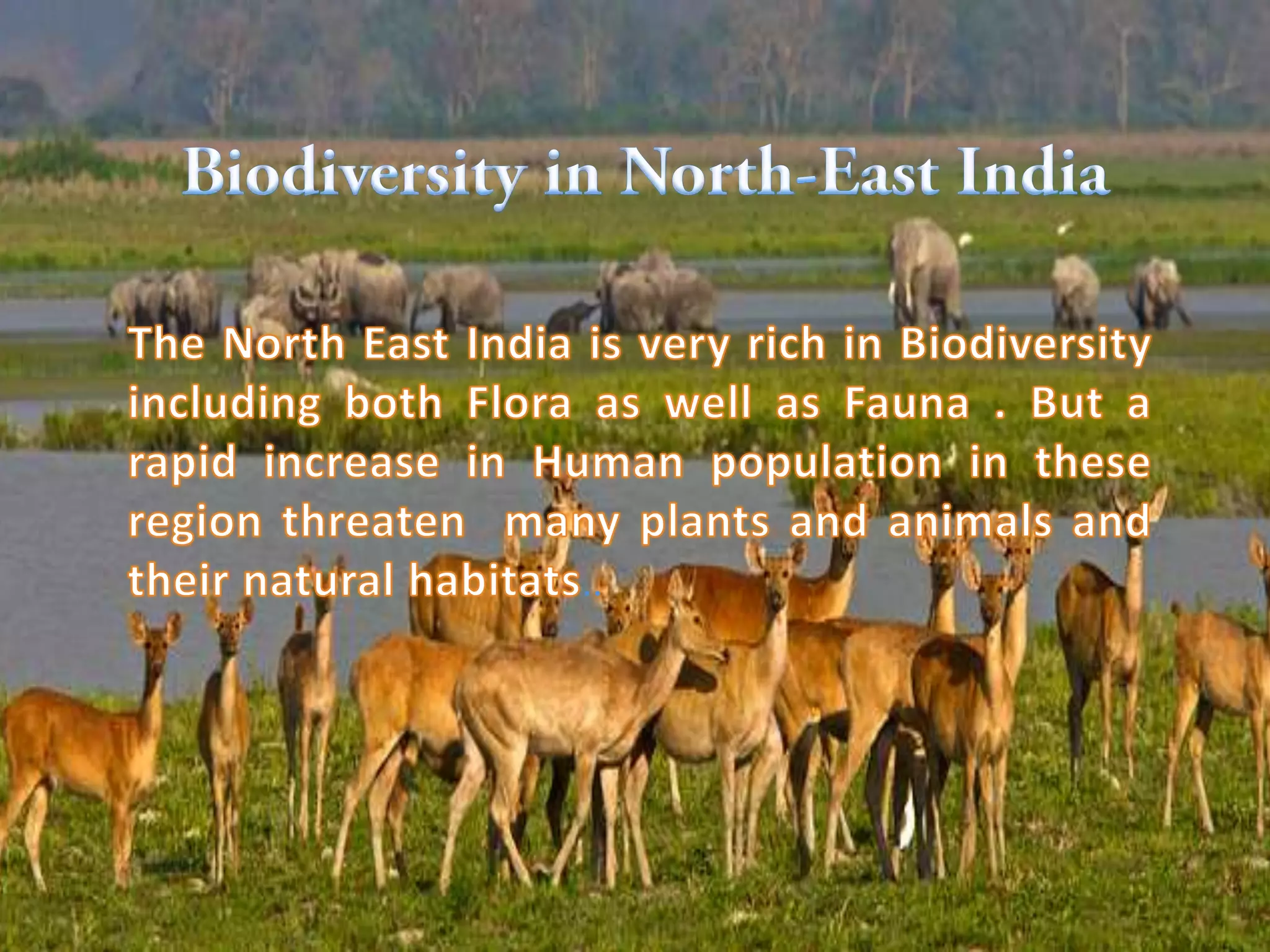 Biodiversity in north east india on pygmy hog | PPTX