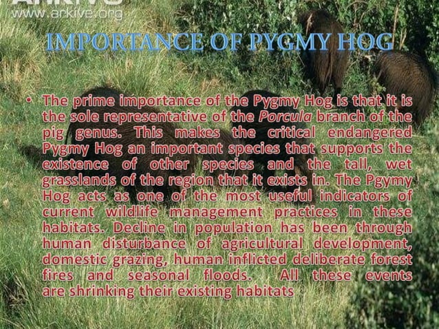 Biodiversity in north east india on pygmy hog | PPTX