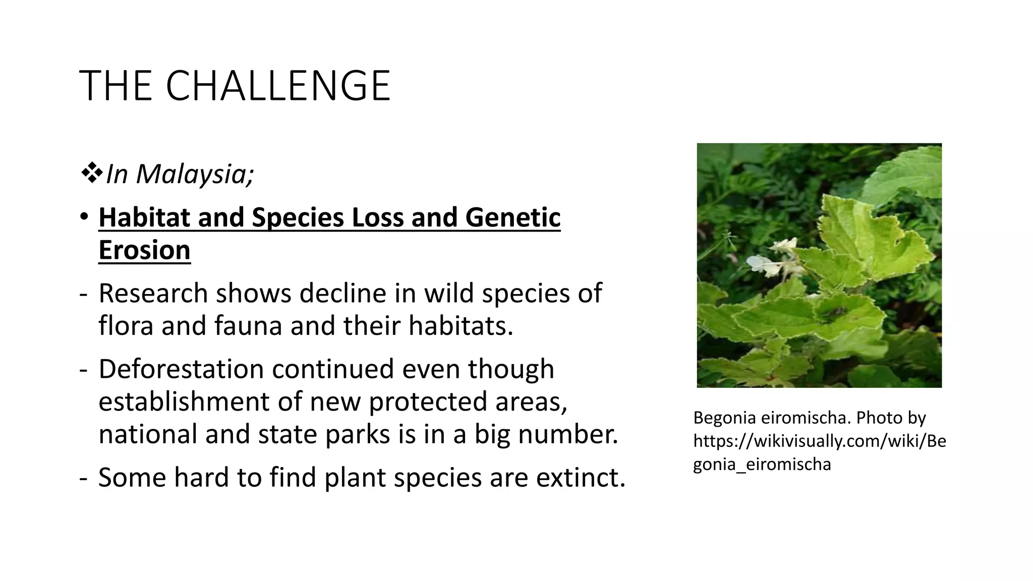 Biodiversity rainforest (plant) | PPT