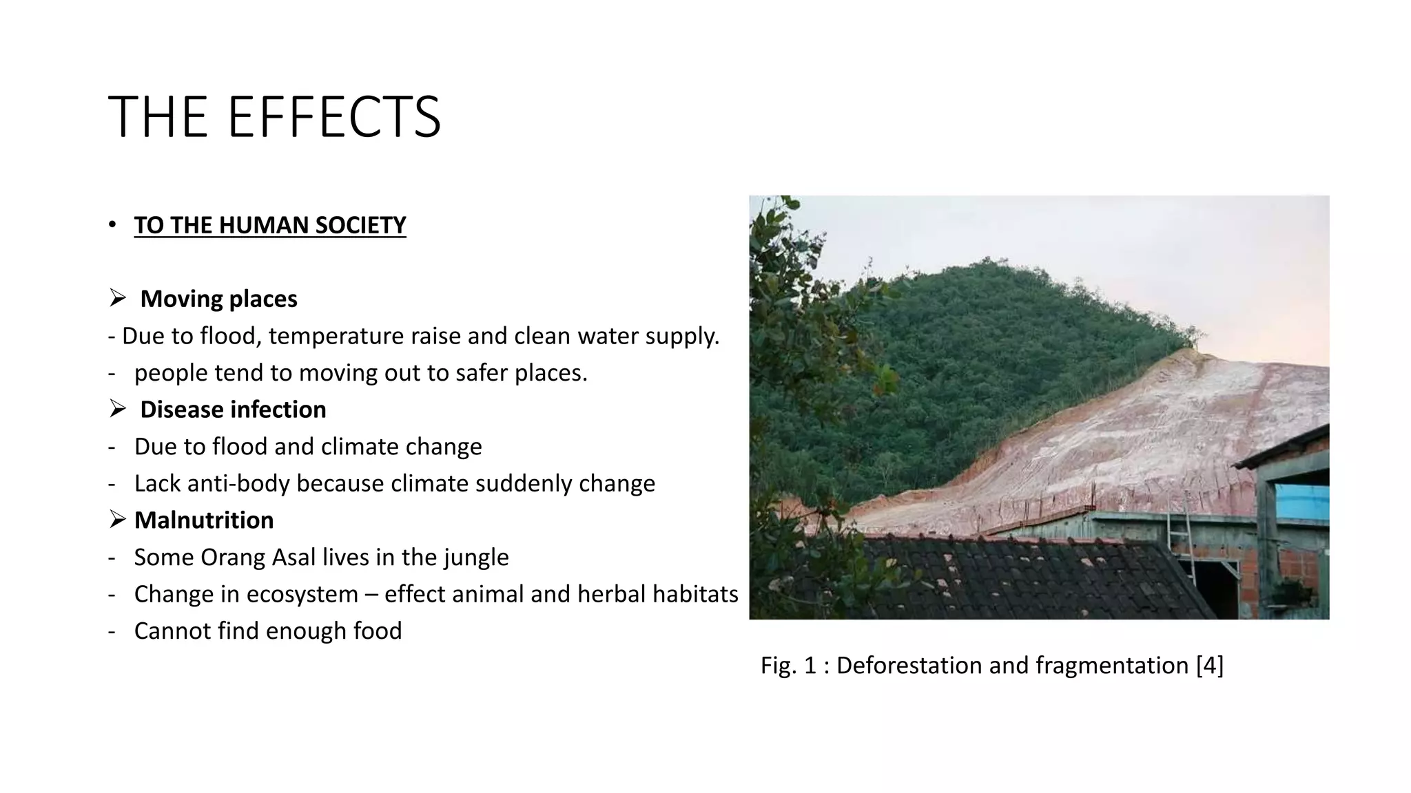 Biodiversity rainforest (plant) | PPT