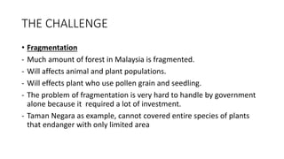 Biodiversity rainforest (plant) | PPT