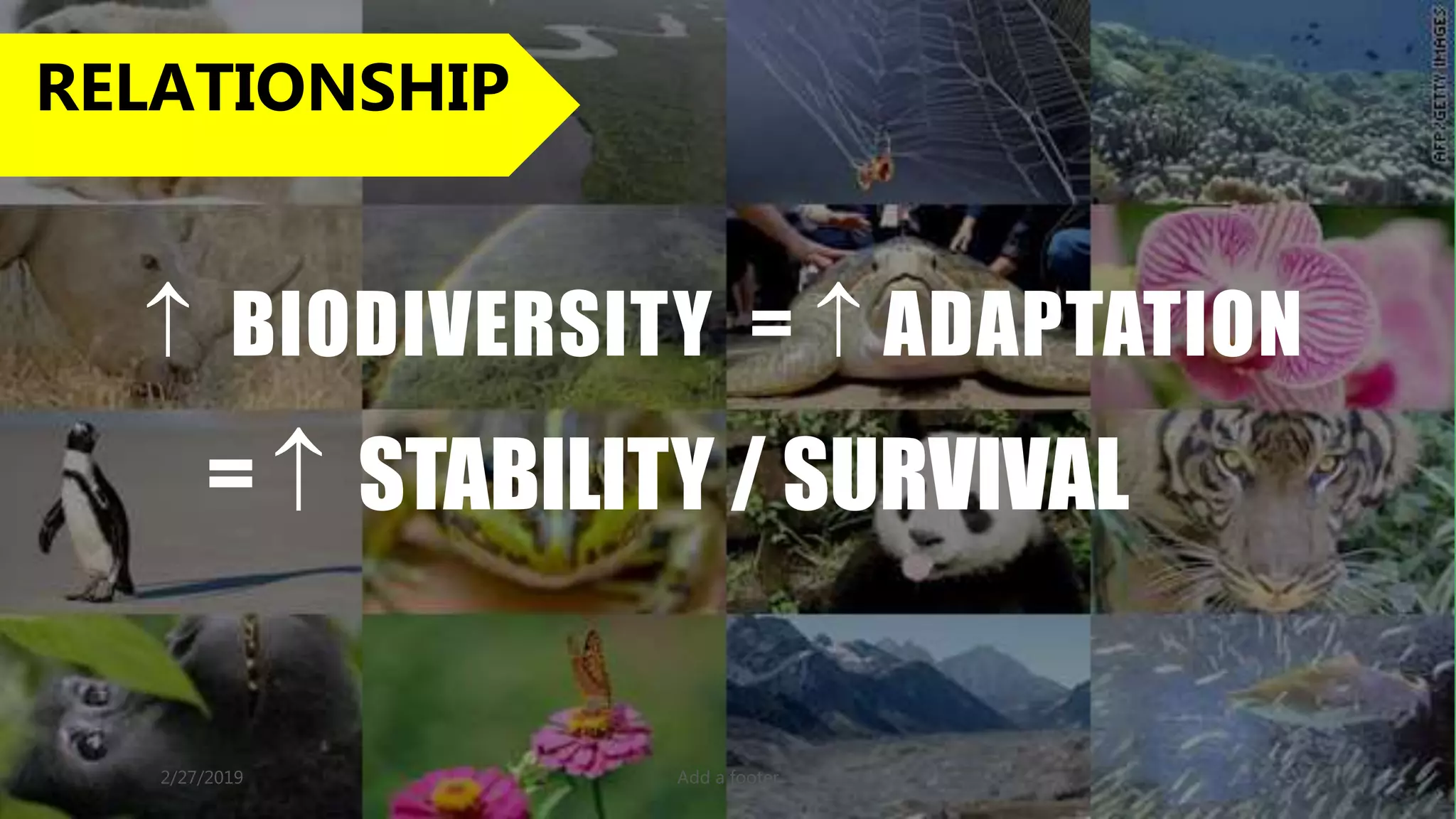 Chapter 11: Biodiversity, Stability & Carrying Capacity | PPTX