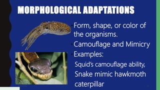 Chapter 11: Biodiversity, Stability & Carrying Capacity | PPT