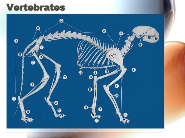 Biodiversity Vertebratesvs Invertebrates | PPT
