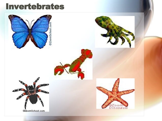 Biodiversity Vertebratesvs Invertebrates | PPT