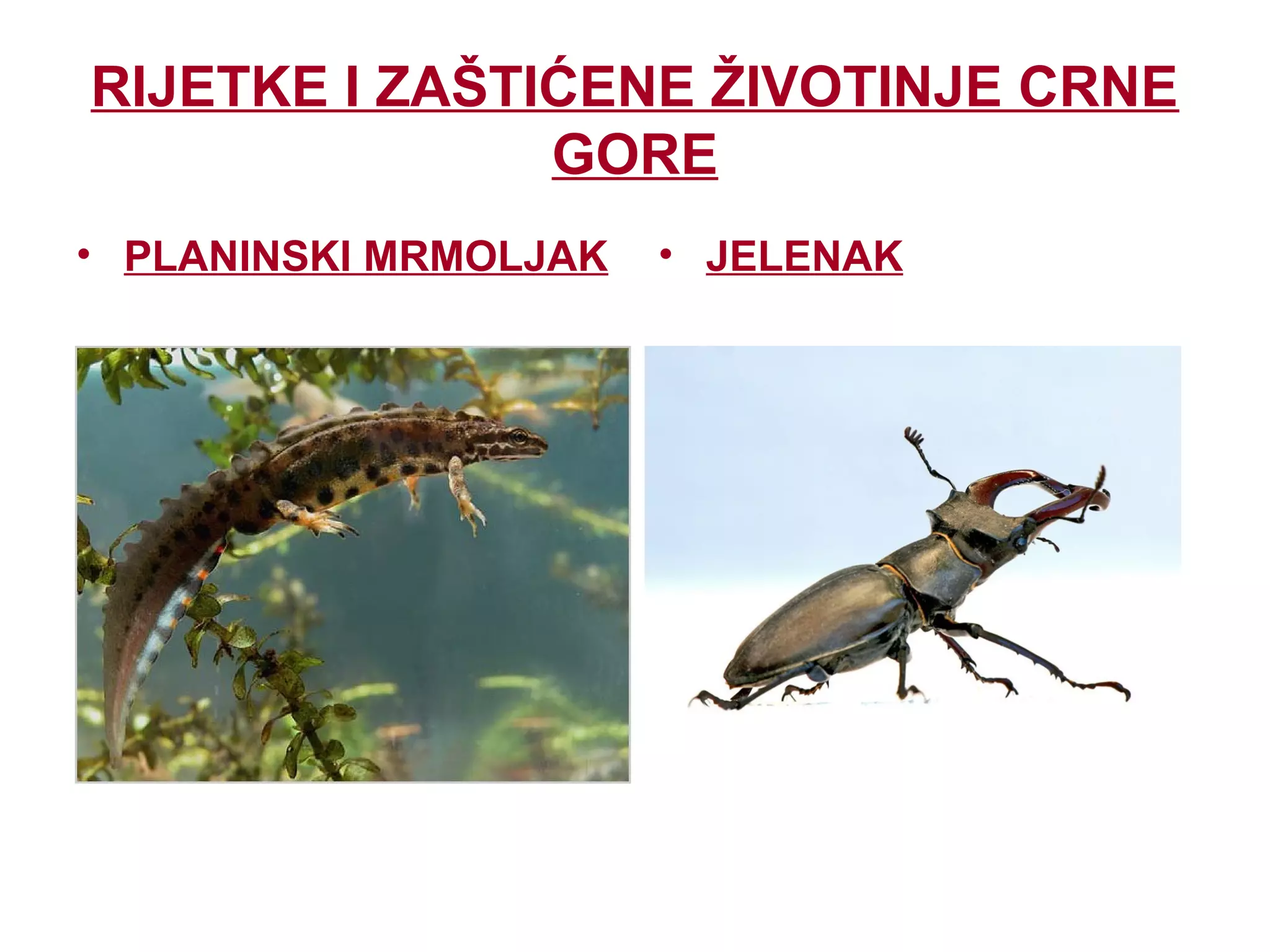 Biodiverzitet i njegova zastita | PPT