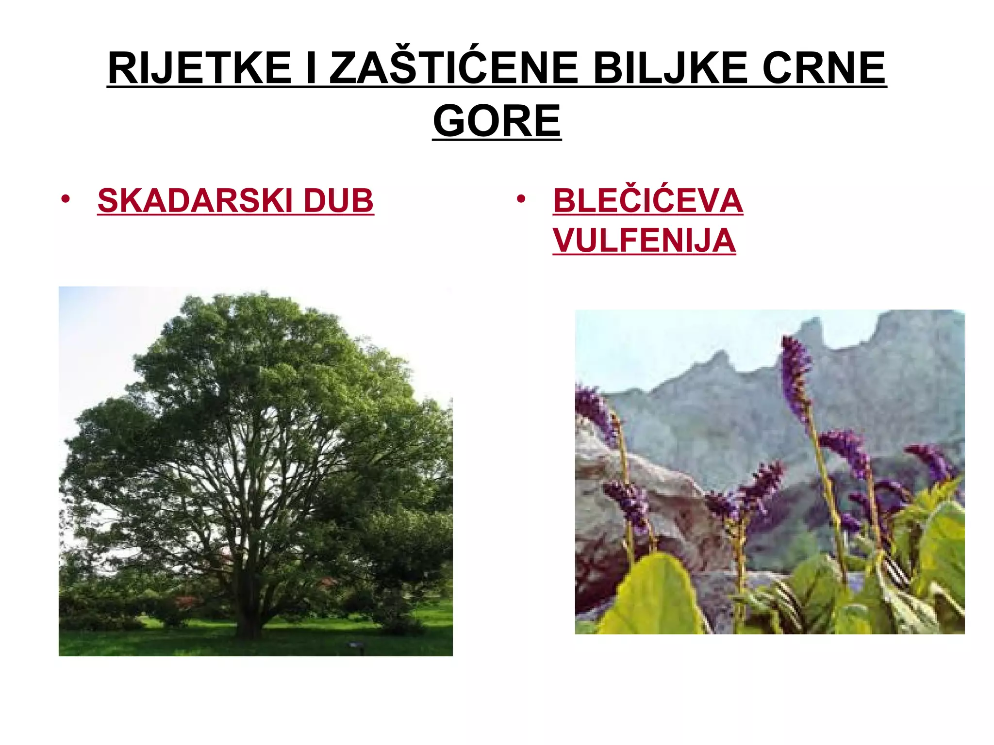 Biodiverzitet i njegova zastita | PPT