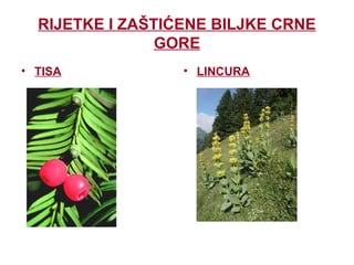 Biodiverzitet i njegova zastita | PPT