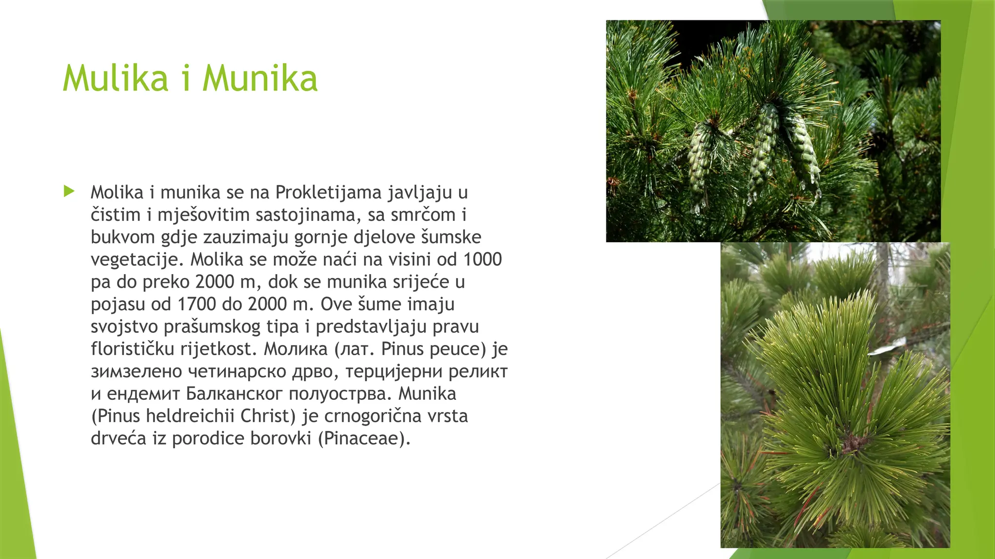 Biodiverzitet Prokletija.pptxsssssssssssssssssss | PPTX
