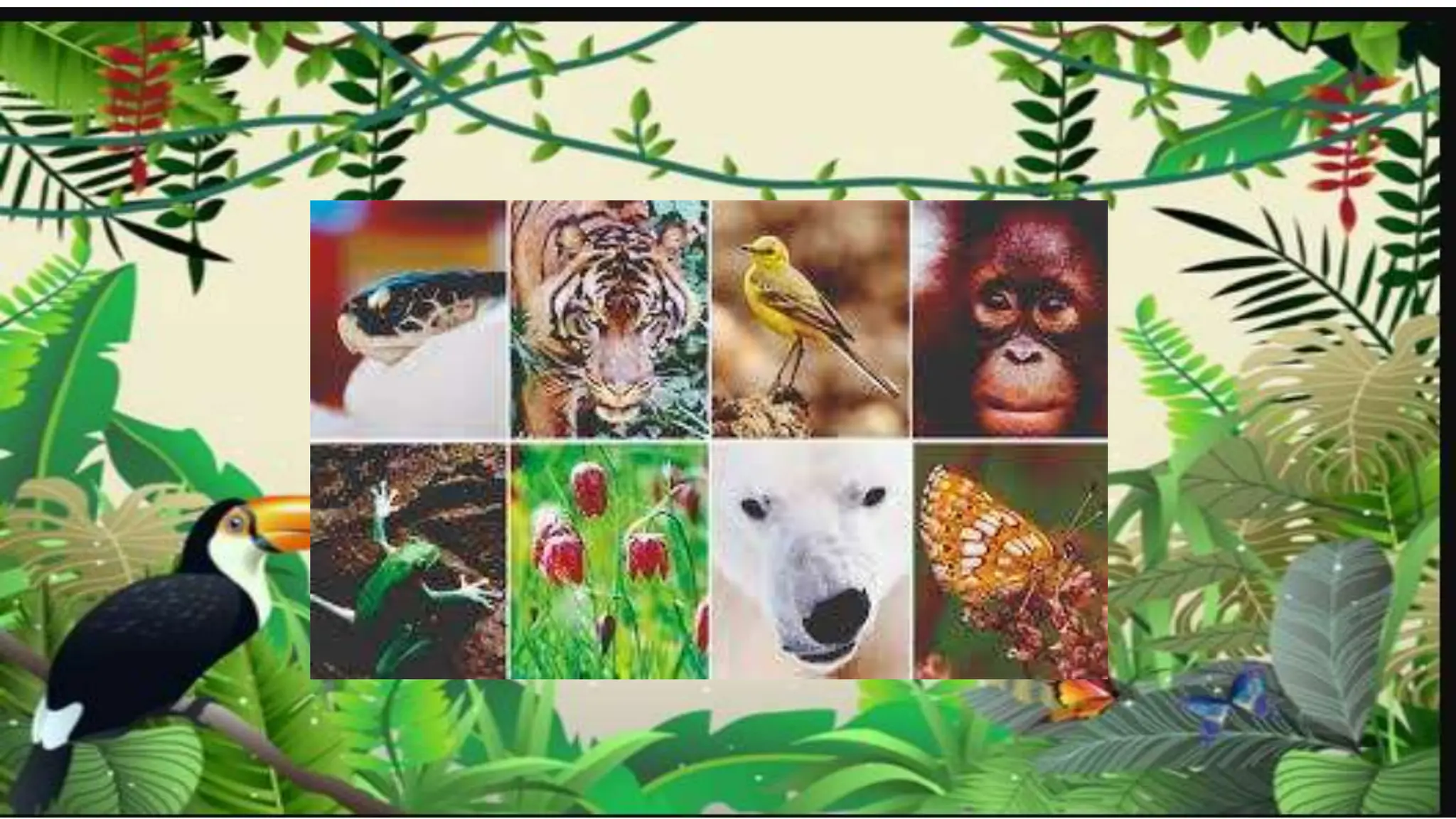 Importance of Biodiversity and classification | PPTX