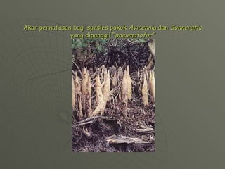 Bio d l1_introduction to biod_note | PPT