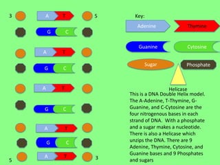 Bio dna replication | PPT