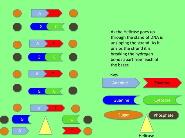 Bio dna replication | PPT