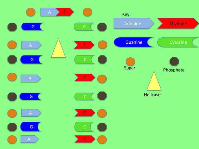 Bio dna replication | PPT