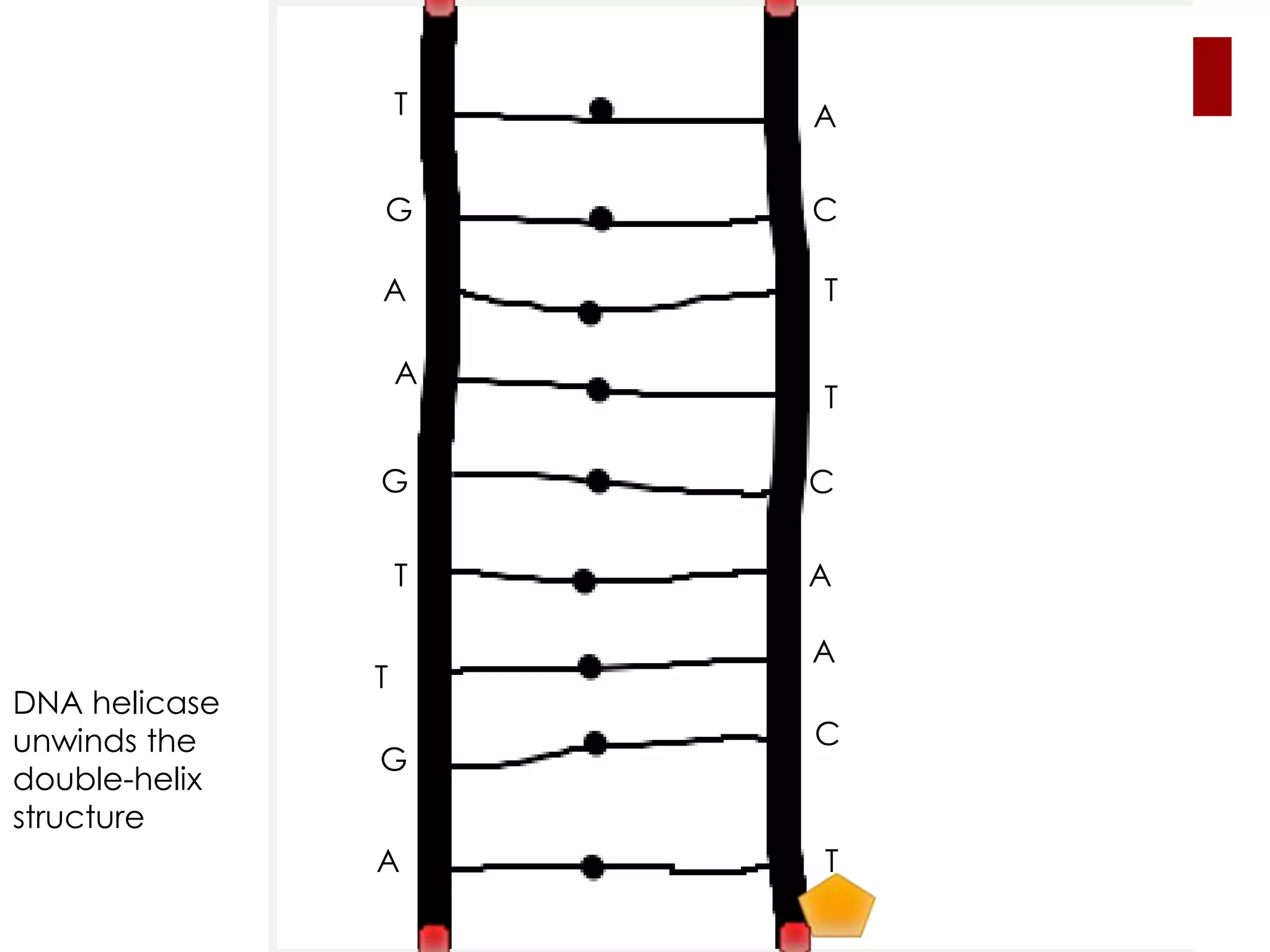 Bio dna replication project | PPTX | Genetics | Science