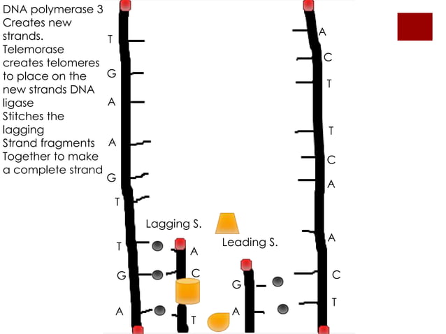 Bio dna replication project | PPT