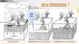 Biodrainage ppt | PPT