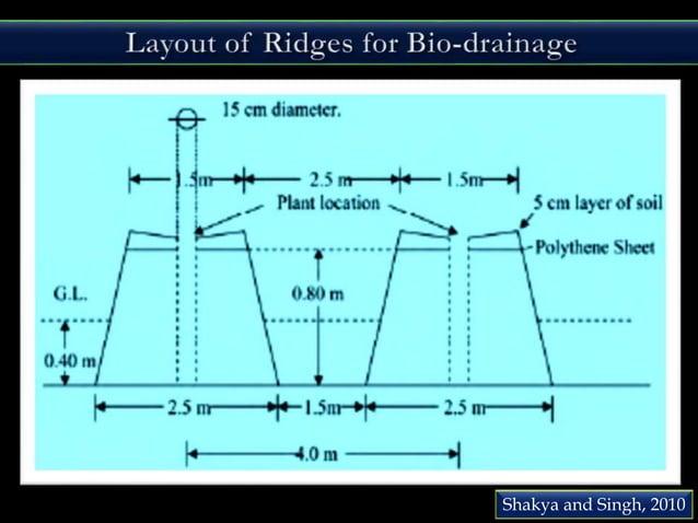 Bio-drainage trenches for management of water log soil for enhancing ...