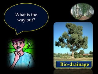 Bio-drainage trenches for management of water log soil for enhancing ...