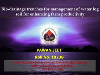 Bio-drainage trenches for management of water log soil for enhancing ...