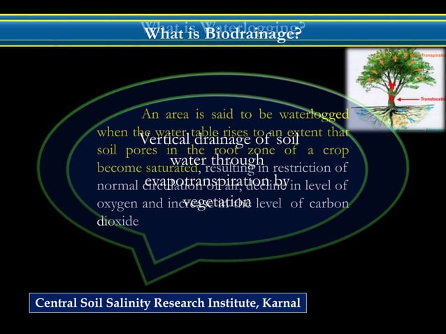 Bio-drainage trenches for management of water log soil for enhancing ...