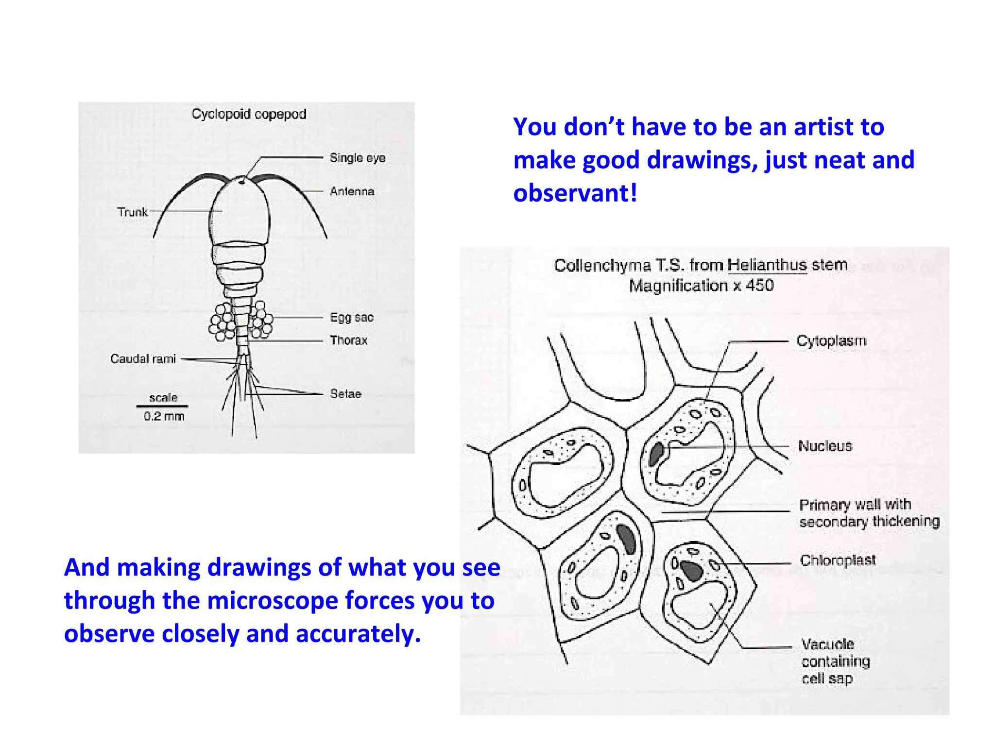 Bio drawings | PPT