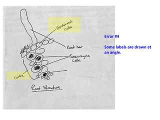 Bio drawings | PPT