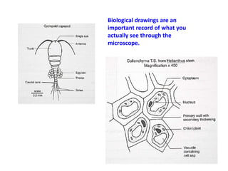 Bio drawings | PPT