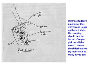Microscope Slide Drawing