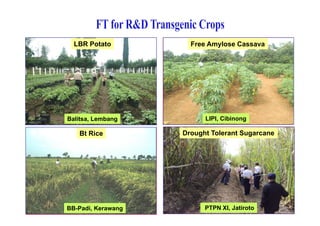 Biodsafety Regulation and GM Food Detection in Indonesia | PDF