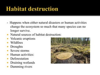 Biodiversity | PPTX