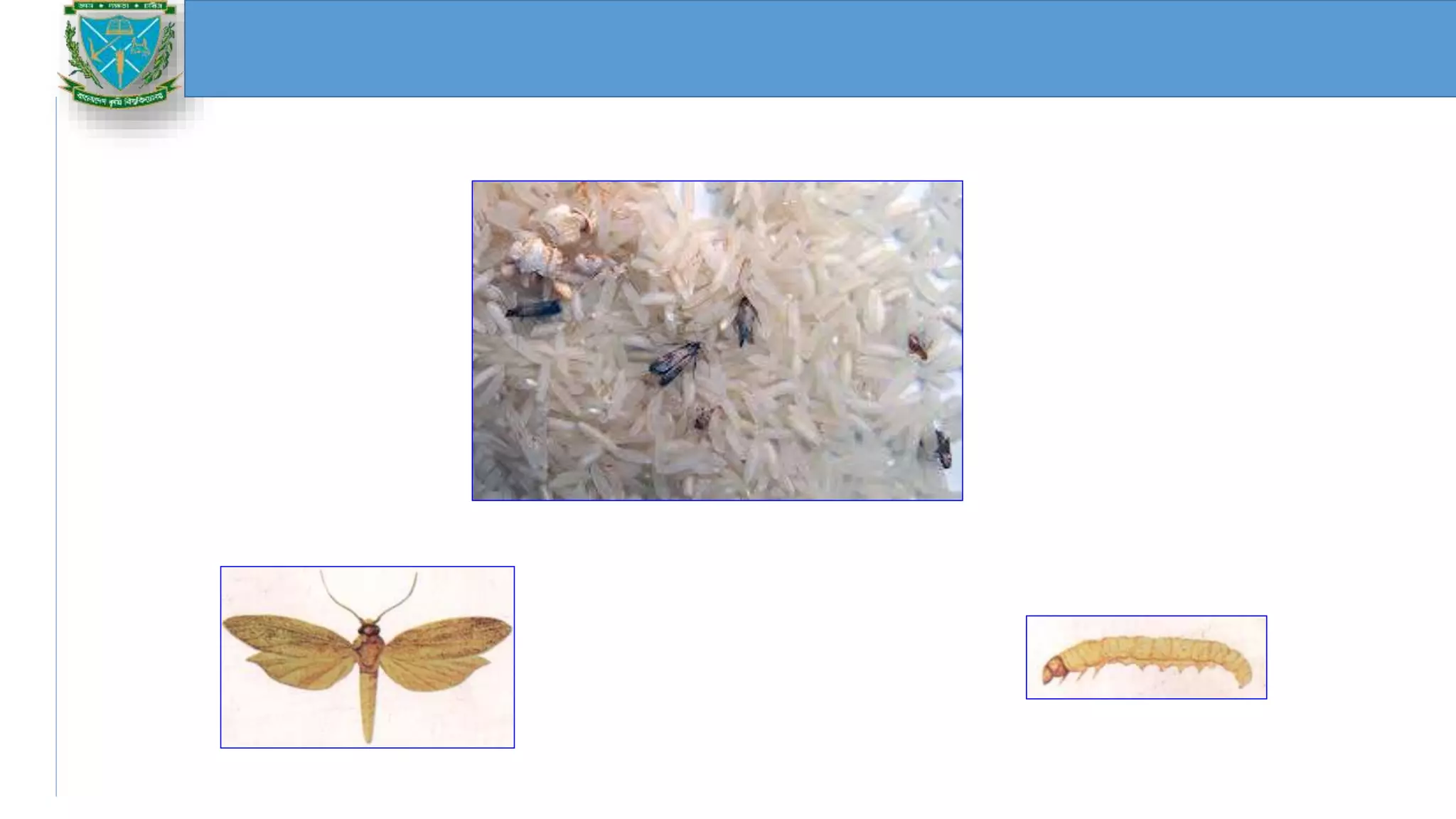 Bioecology and management of rice meal moth | PPTX
