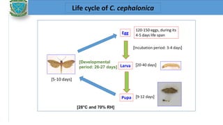 Bioecology and management of rice meal moth | PPTX