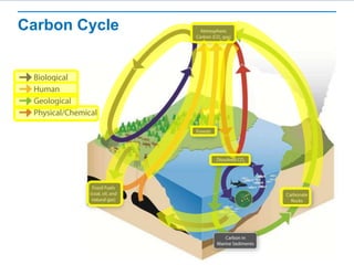 BIO_ECOS_L03_Editable_Presentation.ppt