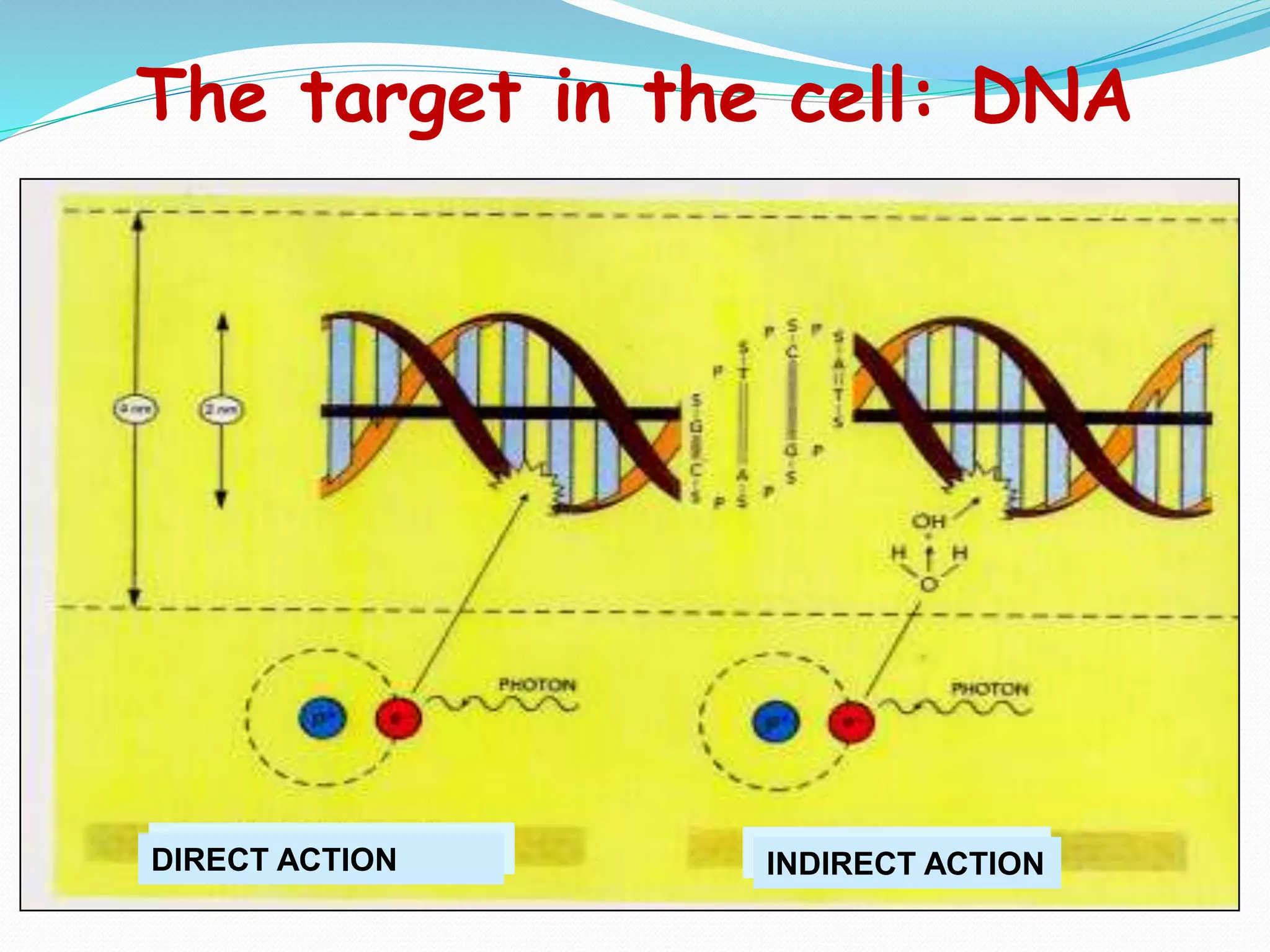 Biological effects of radiation | PPTX