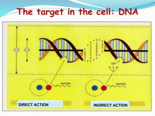 Biological effects of radiation | PPTX