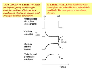 Bioelectricidad | PPT