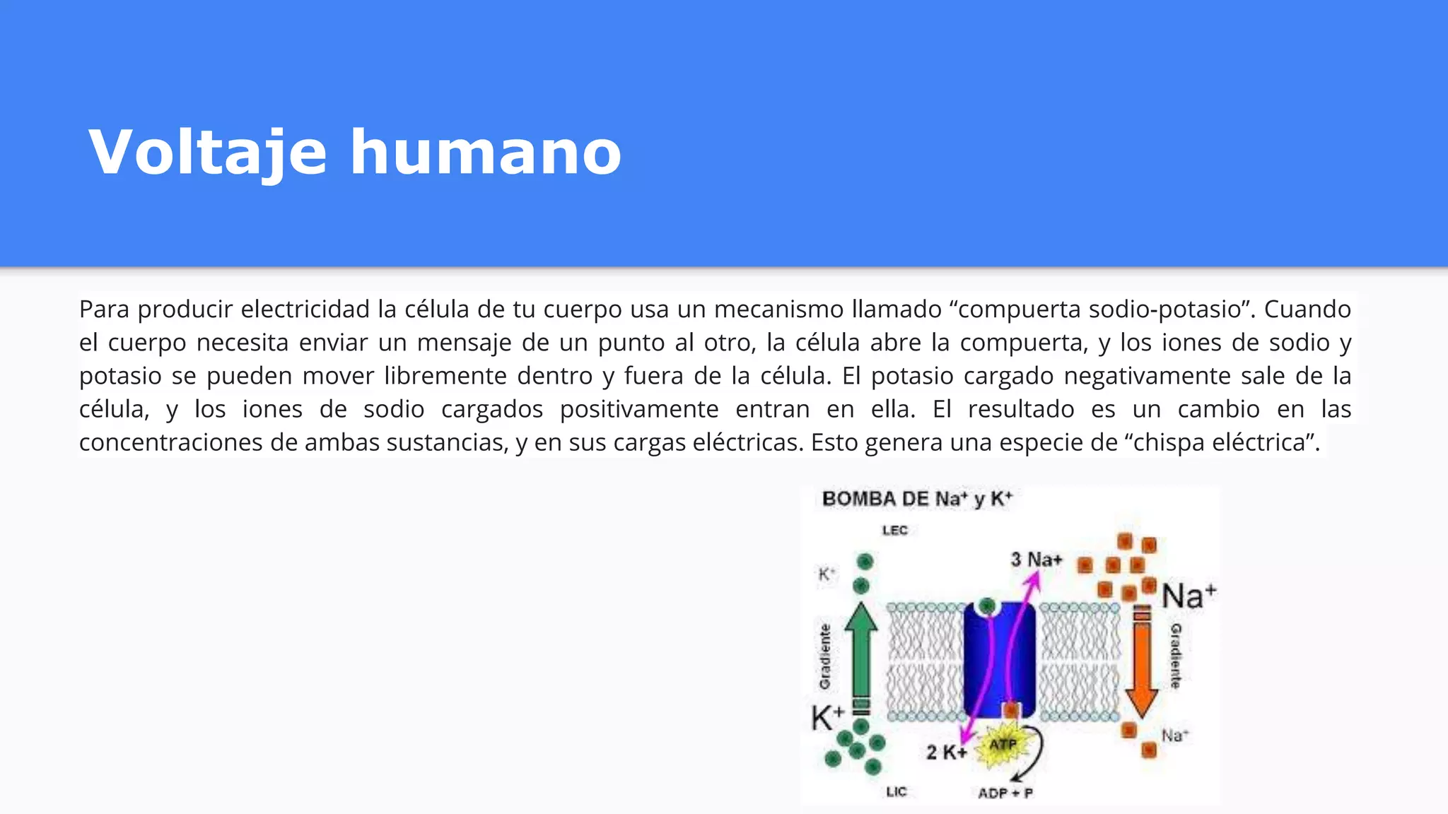 Bioelectricidad y representacion grafica del sistema electrico del ser ...