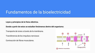 Bioelectricidad y representacion grafica del sistema electrico del ser ...