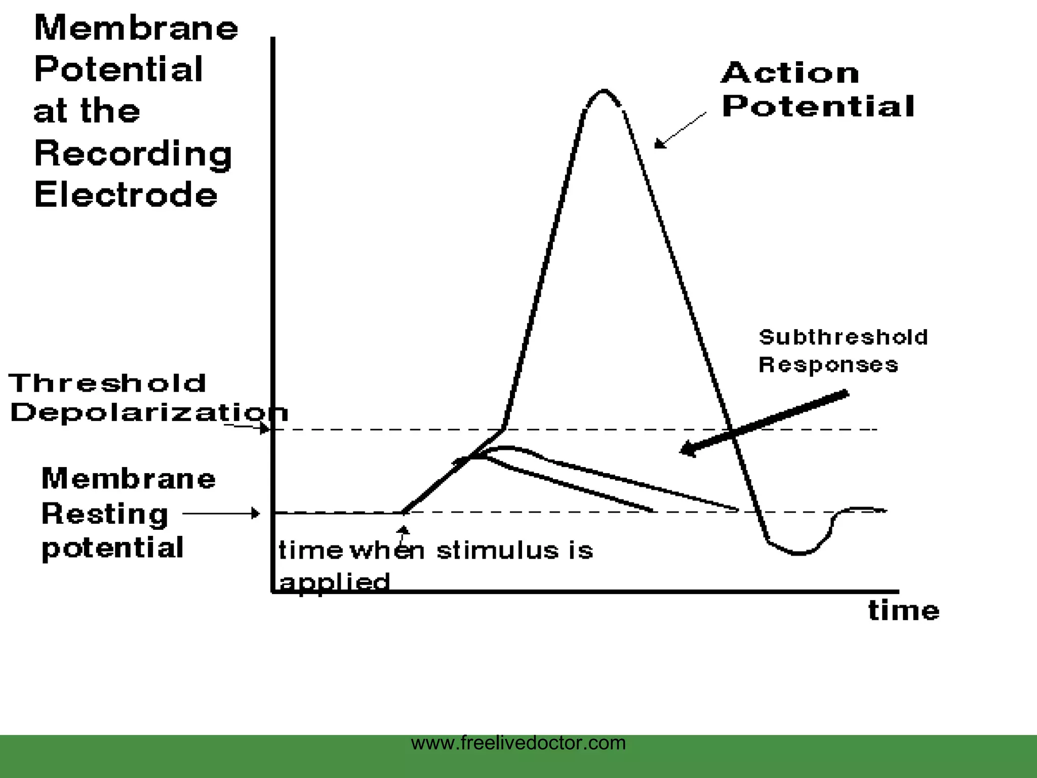 Bioelectricity& Excitable Tissue | PPT