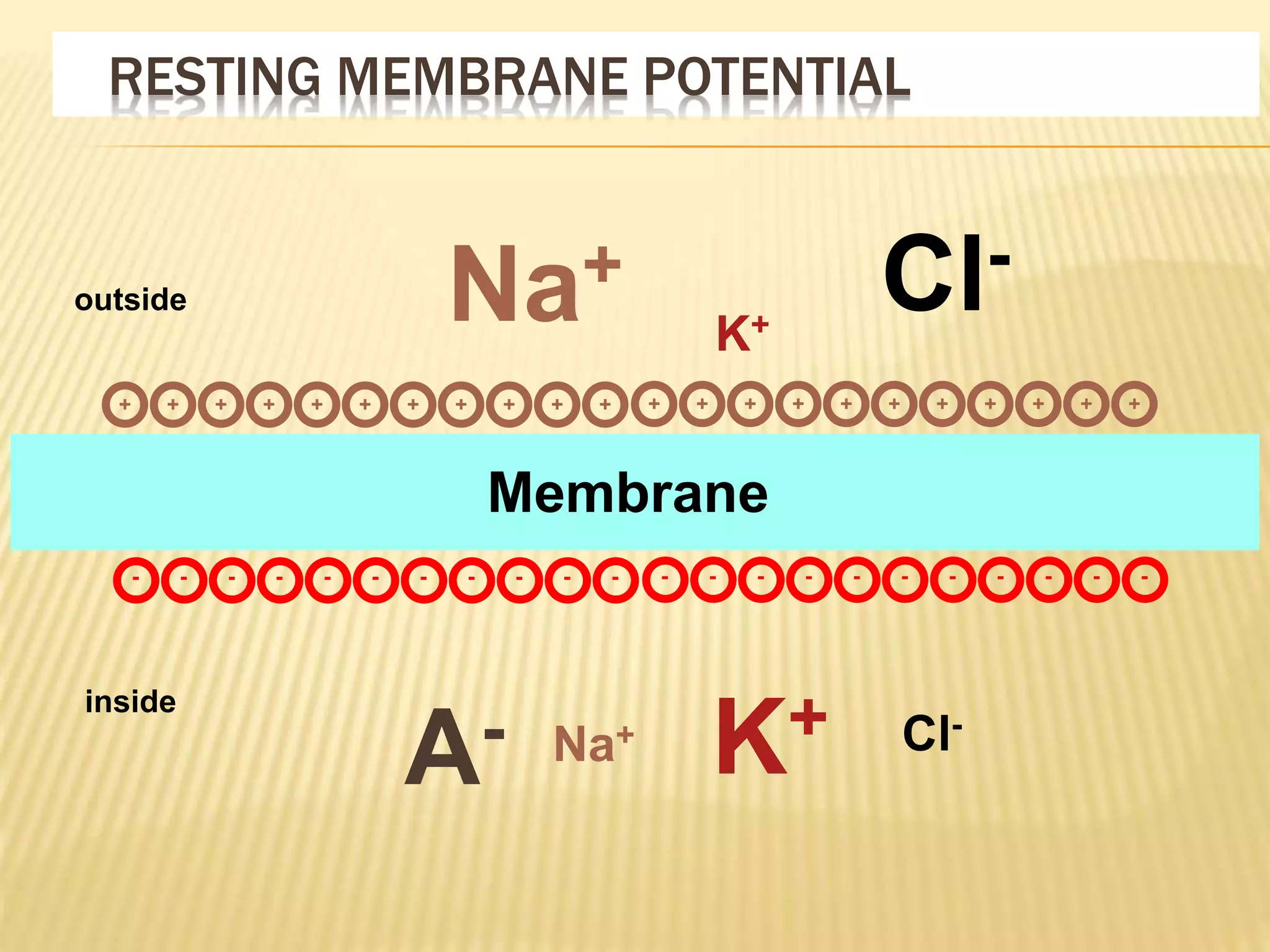 Bioelectric potential | PPTX