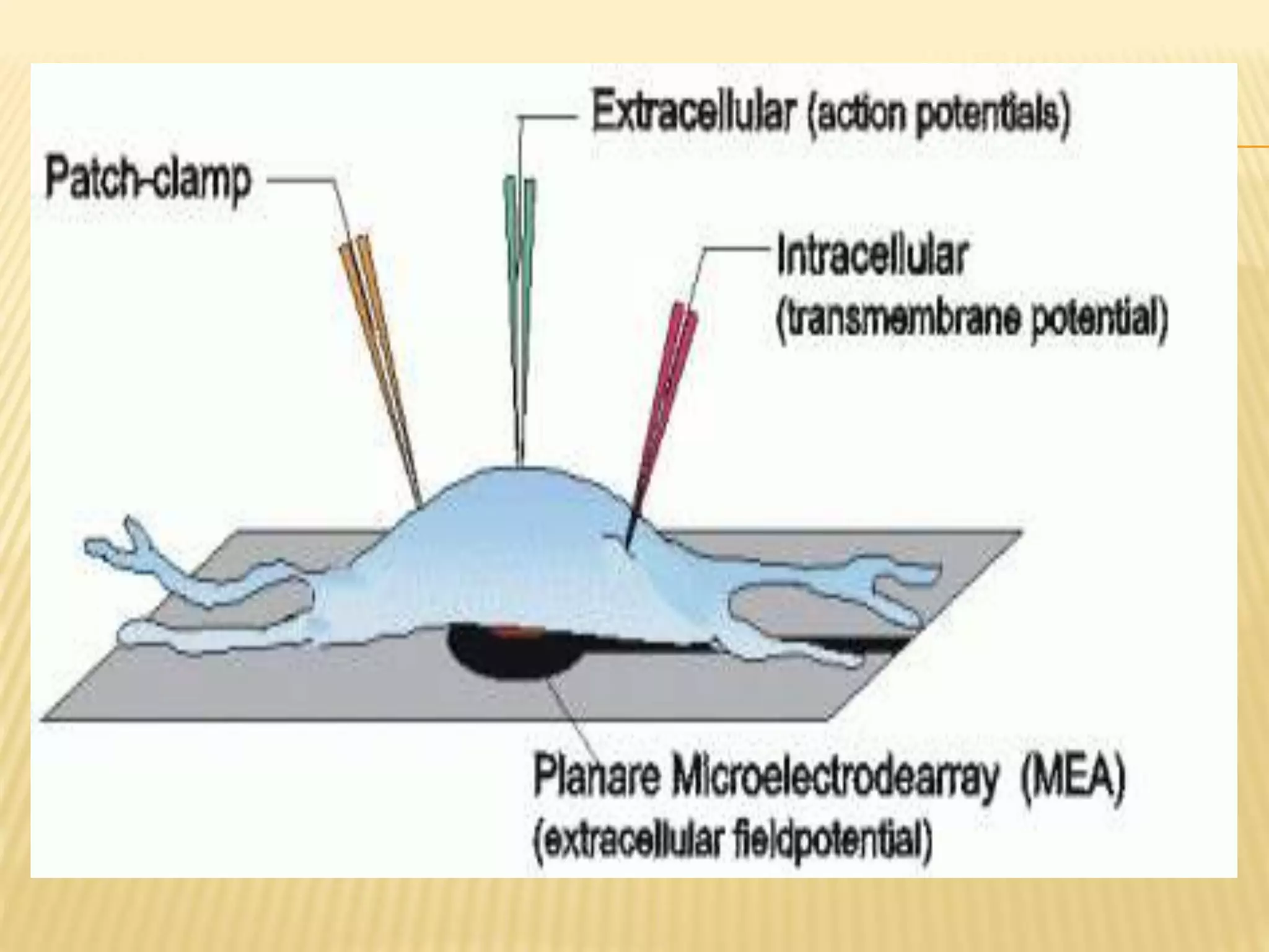 Bioelectric potential | PPTX