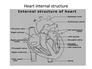 Bioelectric potentials | PDF