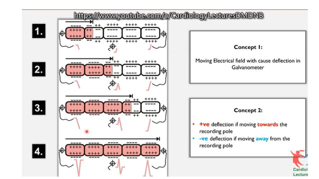 Bioelectricpotentials.pptx Physiology for MBBS/MD | PPT | Free Download
