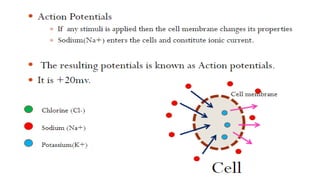 types of bioelectric potentials and their measurement | PPTX